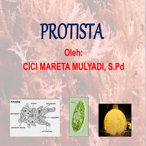 PPT PROTISTA.pptx