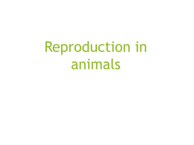 Reproduction in Animals Class 8 basic concepts | PPTX