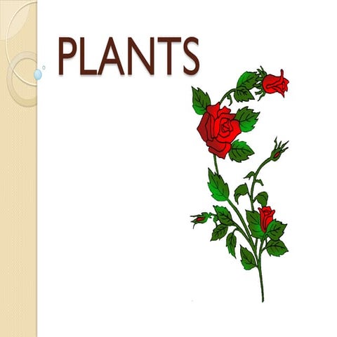 Environmental Science (EVS) : Plants Around Us (Class III) | PDF