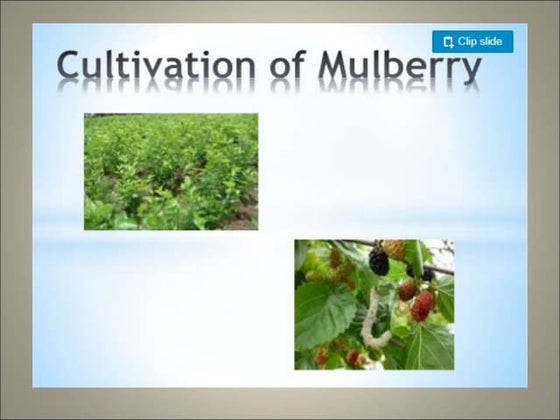 Silkworm rearing in Nepal & Importance of silkworm rearing | PPTX