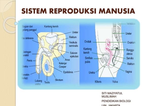 BAB 1. Sistem Reproduksi Manusia (1).pptx