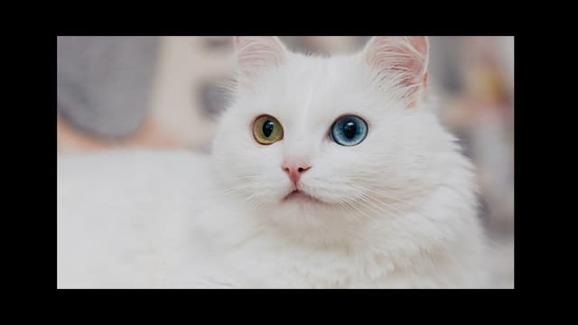 materi Descriptive Text ppt download for free | PPTX