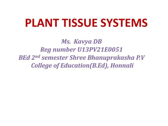 Xylem and phloem lesson 2 | PPT