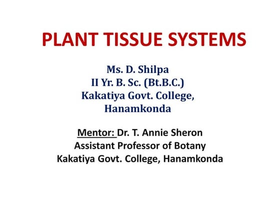 Xylem and phloem lesson 2 | PPT