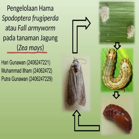 Pengelolaan hama ulat grayak frugiperda (fall army worm) | PPTX