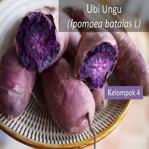 Ppt Ubi Ungu.pptx