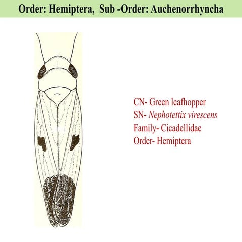 pra 12.pdfbhdndskidmfniahwbrdiurbriudrjdjdms | PPT