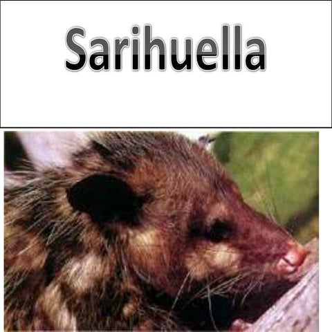 sarihuella | PPTX