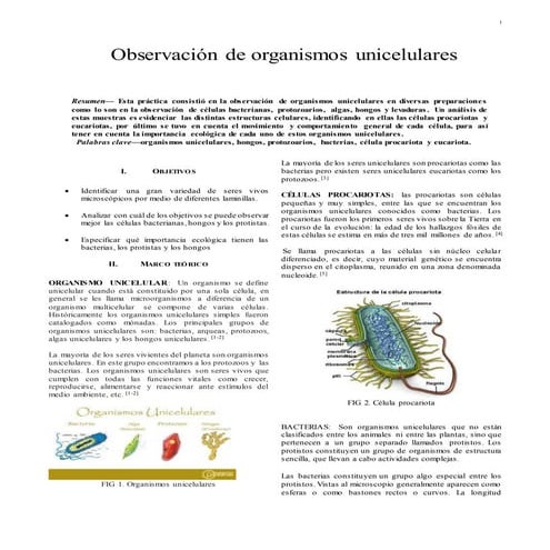 Organismos unicelulares y pluricelulares guia 3 | DOCX