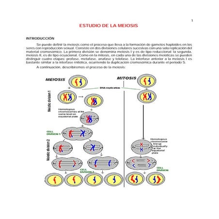 Etapas De La Meiosis 1 Y 2 Masteringbiology