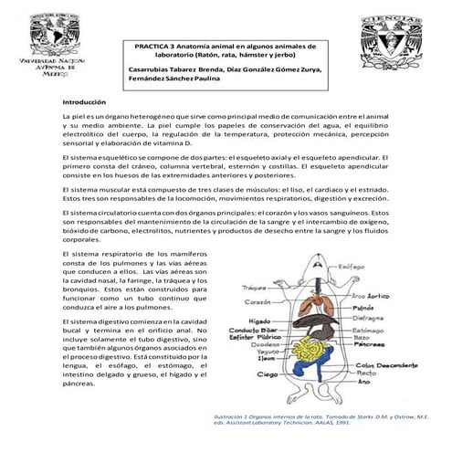 Disección de una rana | PPTX