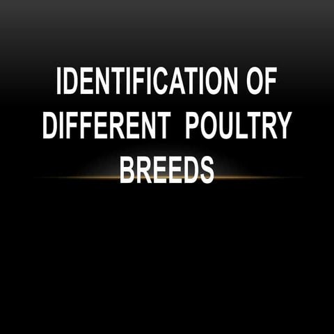 Practical 1 identification breeds of poultry | PPTX