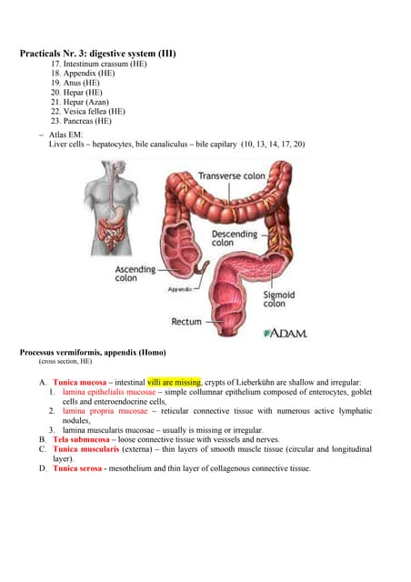 Digestive System Tissues