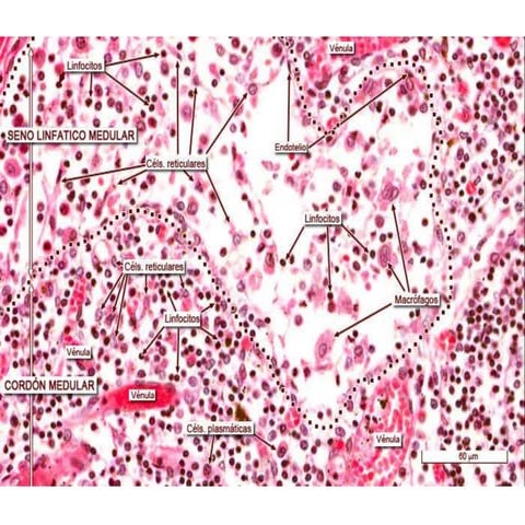 PRÁCTICA tejido linfatico.pptx