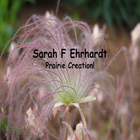 Prairie Creation! | PPTX