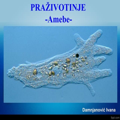 Praživotinje amebe | PPT