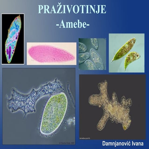 Gradja biljaka | PPTX