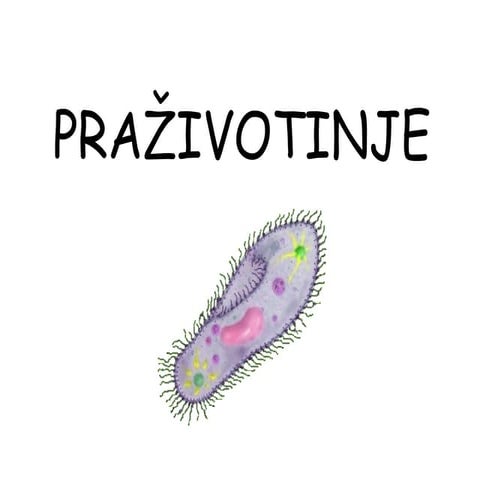 Praživotinje 3. razred srednje skole.ppt