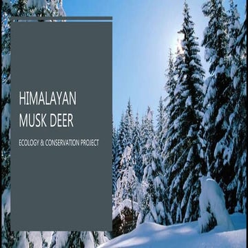 Himalayan musk deer ecology and conservation project | PPTX