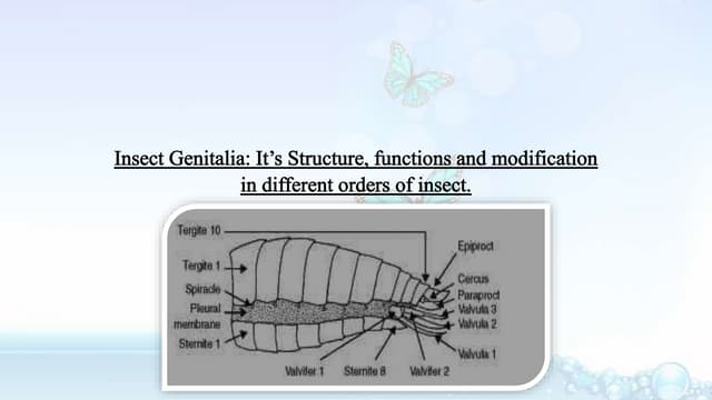 Insect thorax : Its areas, structure, function and modification in ...