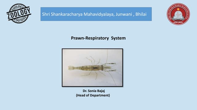 MORPHOLOGY OF PRAWN (Penaeus indicus) | PPTX