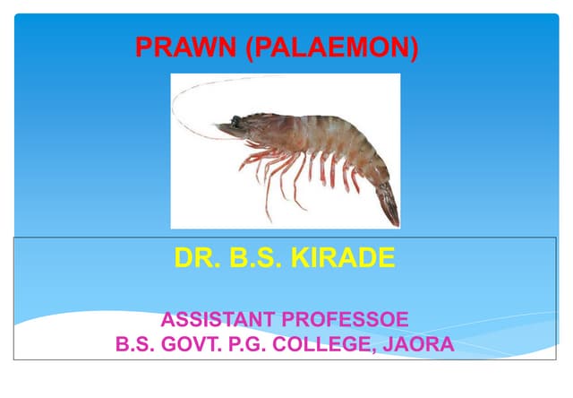 MORPHOLOGY OF PRAWN (Penaeus indicus) | PPTX