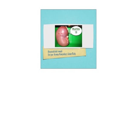 Pràctica 10 el ronyó | PDF