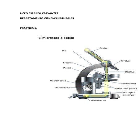 Práctica microscopio. 1º eso | DOCX