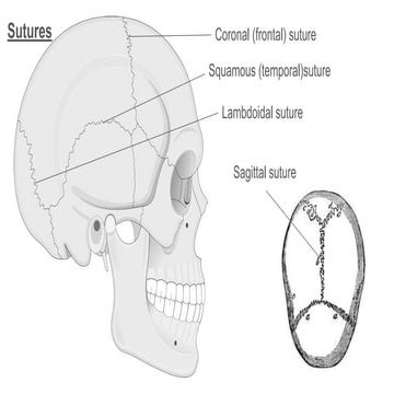 Axial Skeleton Diagrams with Labels .pdf