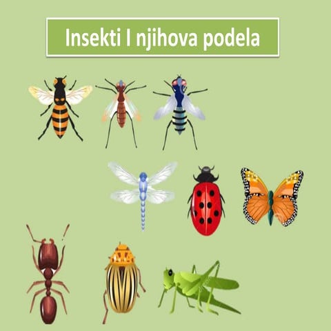 Insekti | PPTX