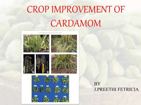 CROP IMPROVEMENT OF GINGER | PPT