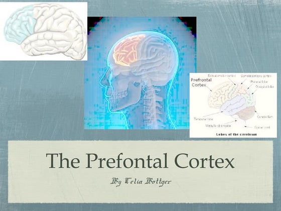 The Prefrontal Paradox | PPT