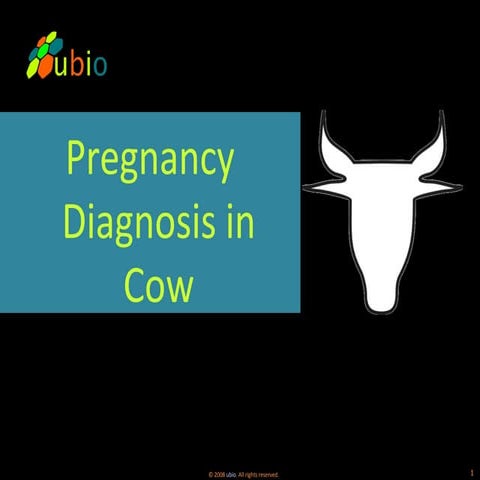 Pregnancy test in cow | PPT