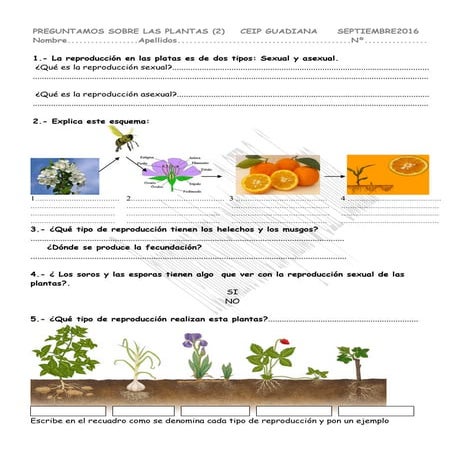 Hoja De Trabajo Sobre Los Tropismos De Las Plantas GUIA PEDAGOGICA