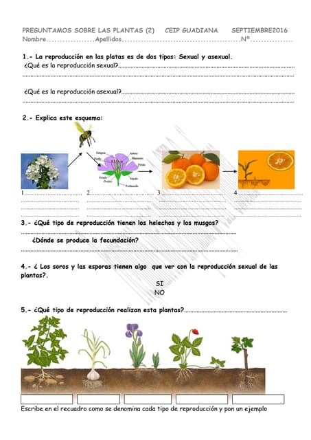 Preguntamos sobre El tema 1 "Las plantas" | PDF