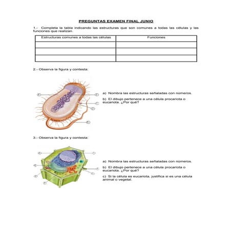 Preguntas examen final junio | DOCX