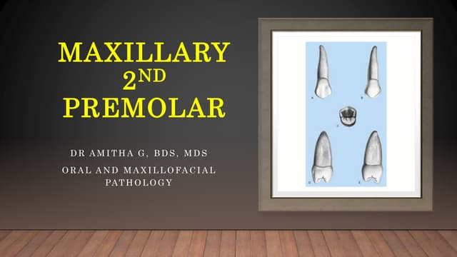 PERMANENT MAXILLARY CANINE | PPTX