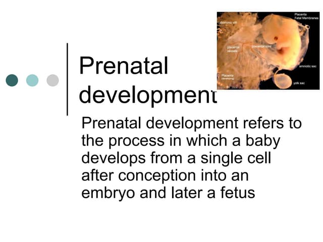 Stages of fetal growth and development | PPTX