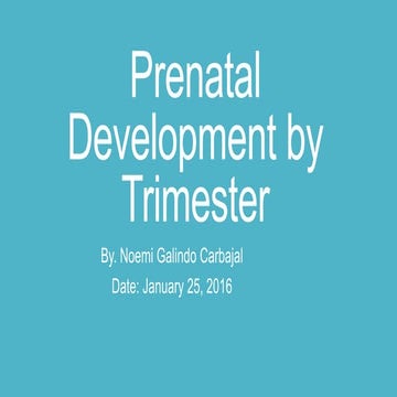 Prenatal development by trimester | PPT