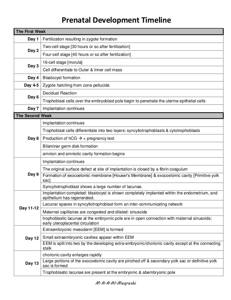 General Embryology-Prenatal development timeline
