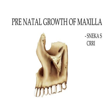 PRE NATAL GROWTH OF MAXILLA in orthodontics.pptx