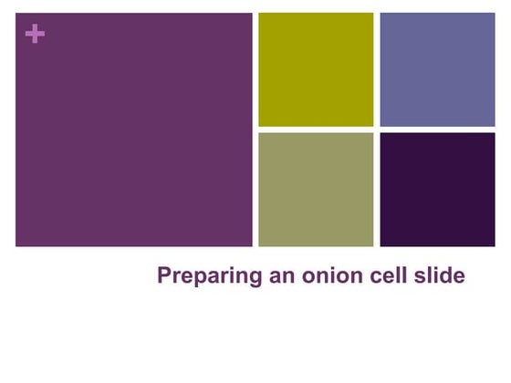 Onion and cheek cell lab | DOC | Biological Sciences | Science