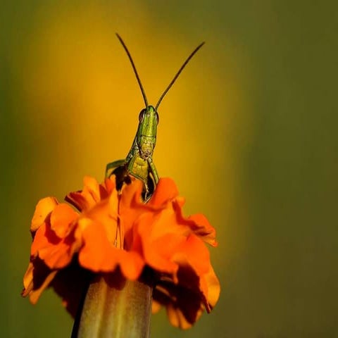 Preparing to jump | PPSX