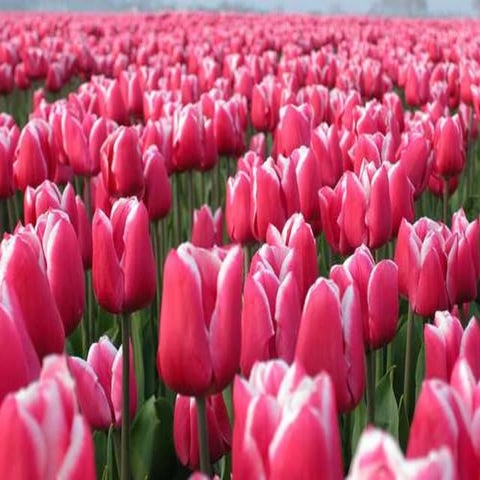 Eye Catching Flowers | PPSX