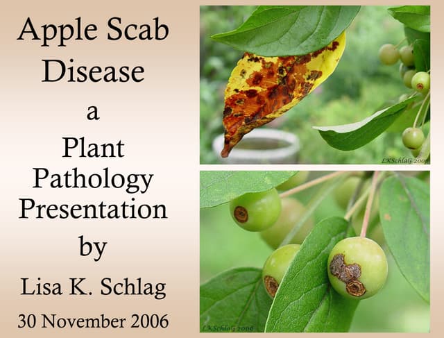 Apple scab disease | PPTX