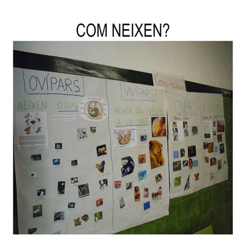 Presentació animals | ODP