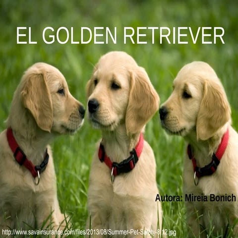 El Golden retriever | ODP