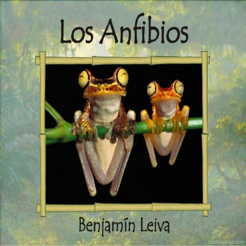 PresentacióN Anfibios | PPT