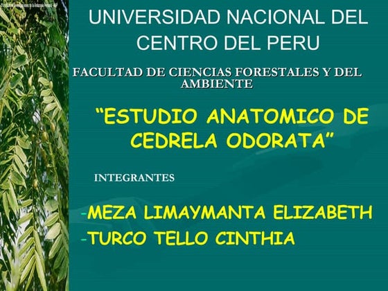 Estructura Anatómica, Microscópica coníferas y Latifoliadas | PDF