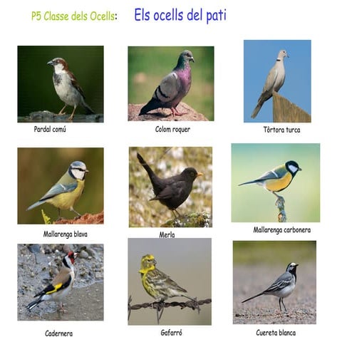 Ocells | PPT
